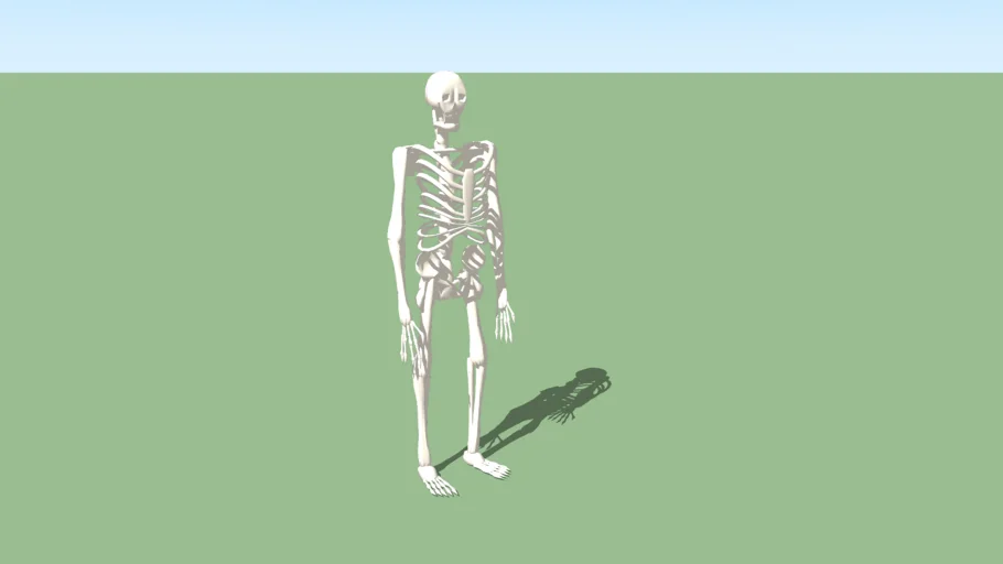 Skeleton | 3D Warehouse