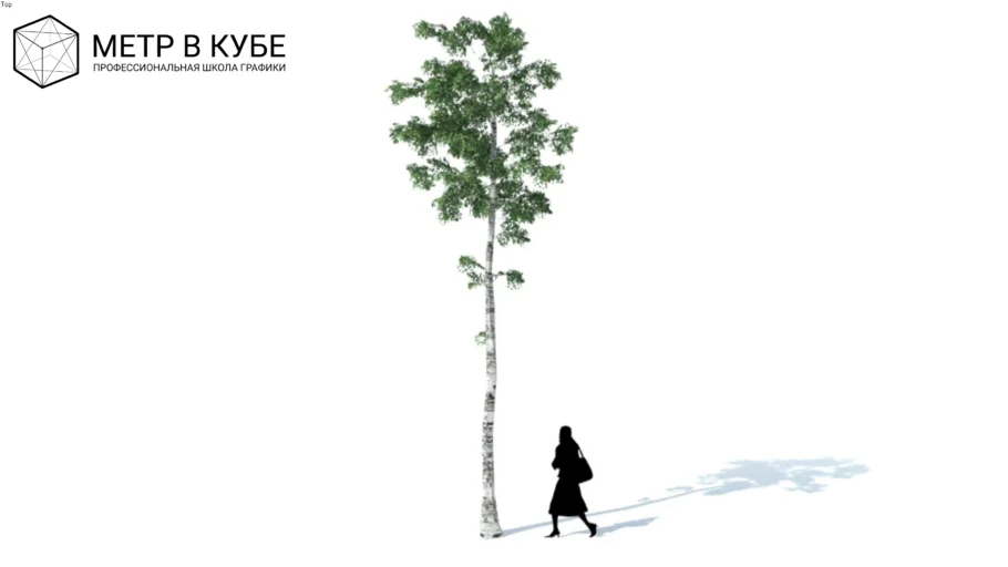 Low poly 3d tree birch (032) | 3D Warehouse