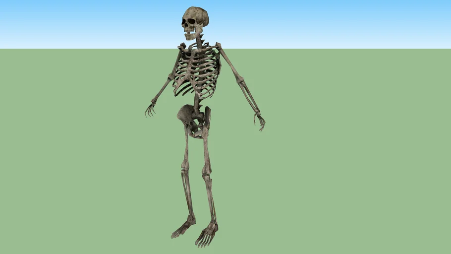skeleton | 3D Warehouse