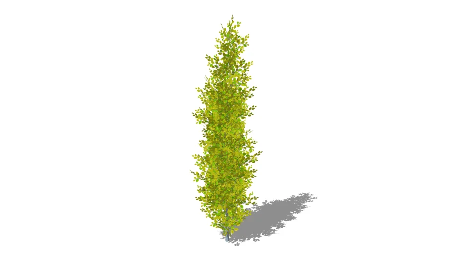 Columnar Beech (Gold) | 3D Warehouse