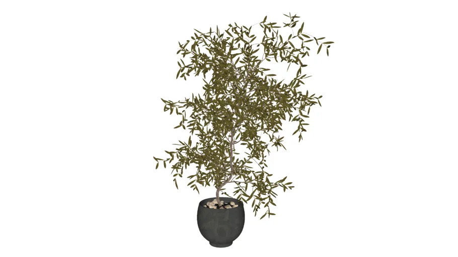 Olive - Vase / 3dsky Plant | 3D Warehouse