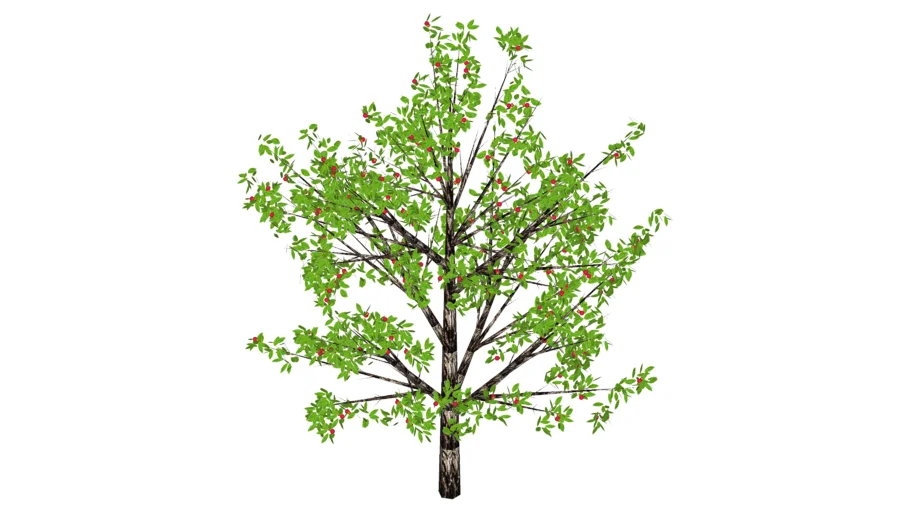 Apple tree | 3D Warehouse