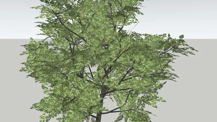 3D Tree | 3D Warehouse