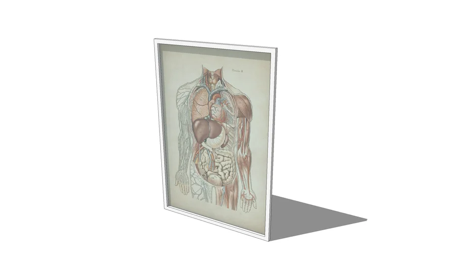 Human anatomy wall art 02 | 3D Warehouse