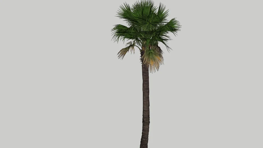 Palm Tree | 3D Warehouse