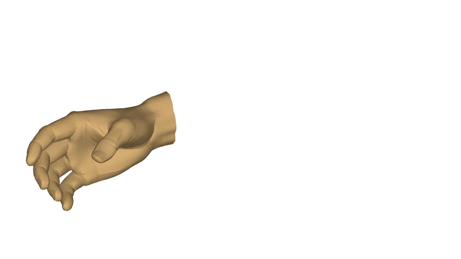 Human Hand | 3D Warehouse