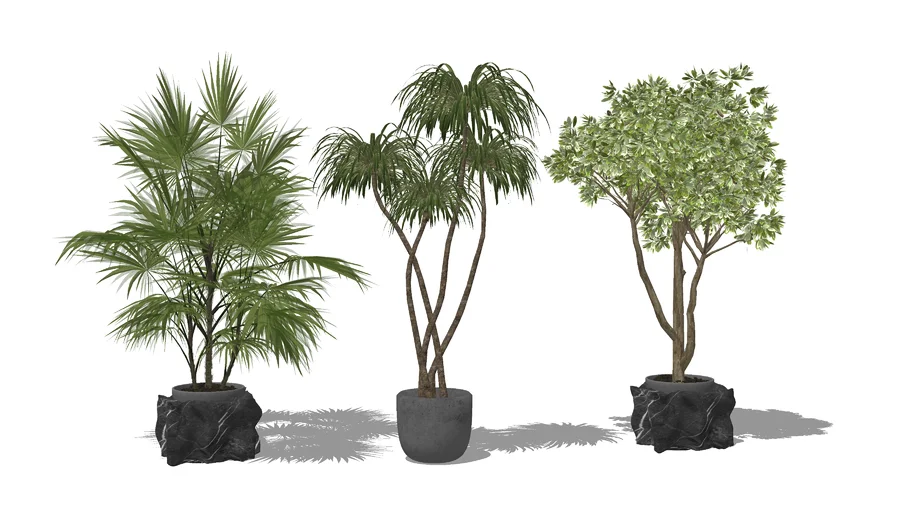 Cay su 005 | 3D Warehouse