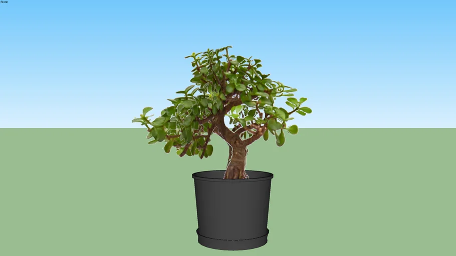 Bonzai | 3D Warehouse