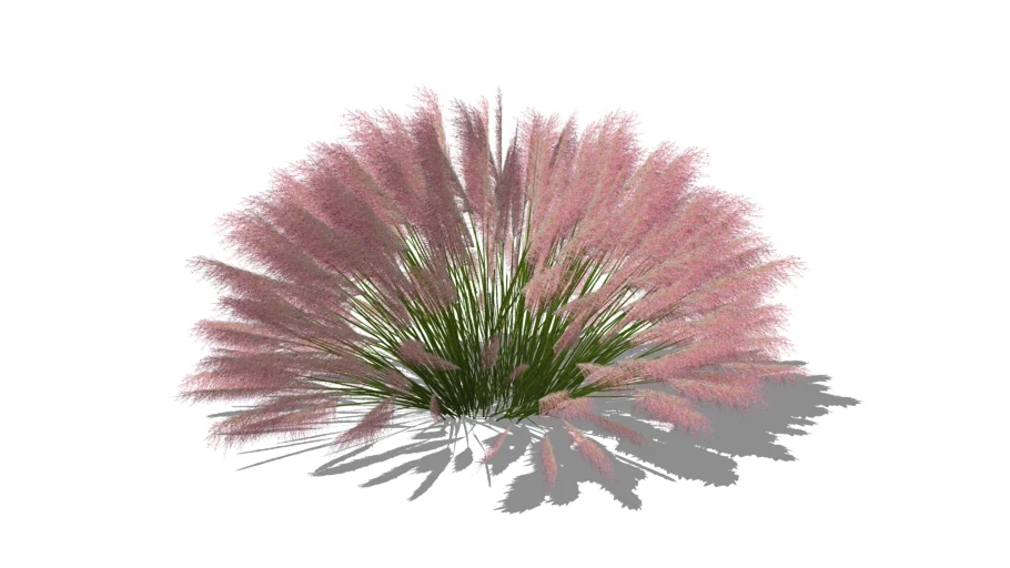 Zacate Muhlenbergia | 3D Warehouse