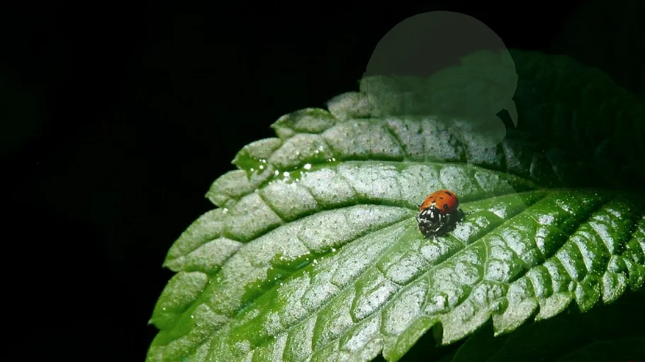 ladybugs | 3D Warehouse