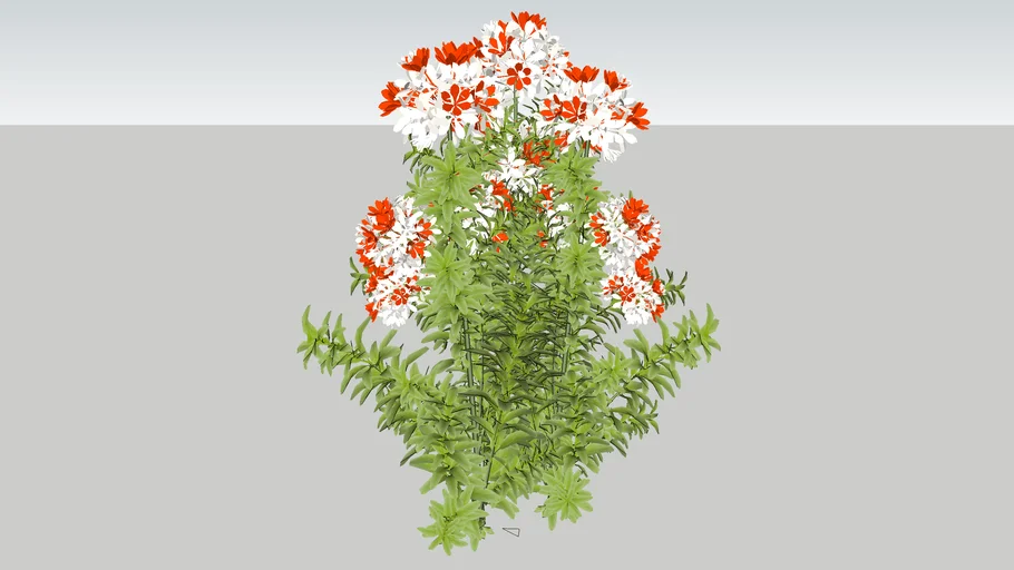 Ixora- orange and white | 3D Warehouse