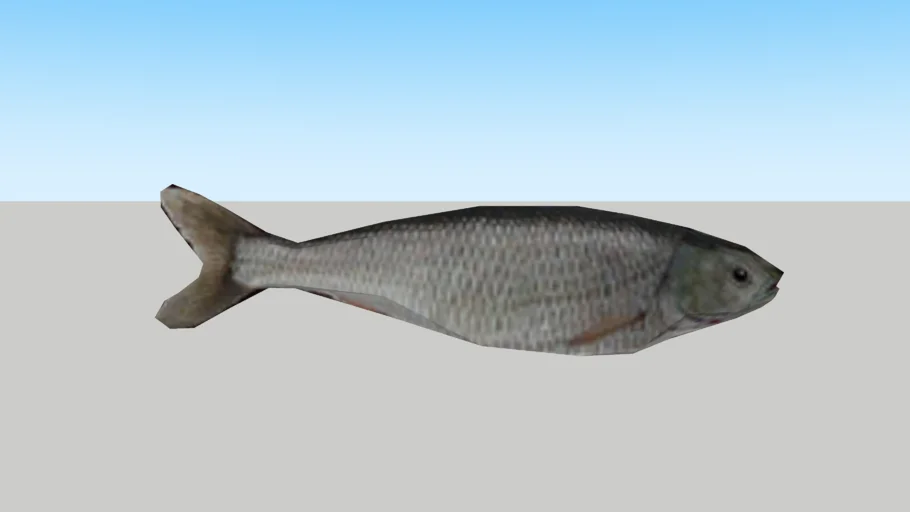 Fish | 3D Warehouse