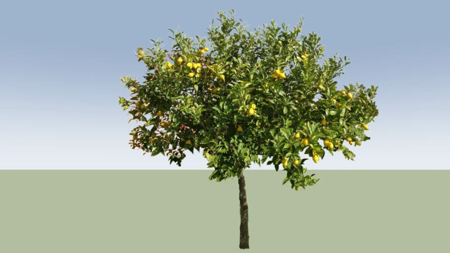 Citrus lemon (Lemon tree) | 3D Warehouse