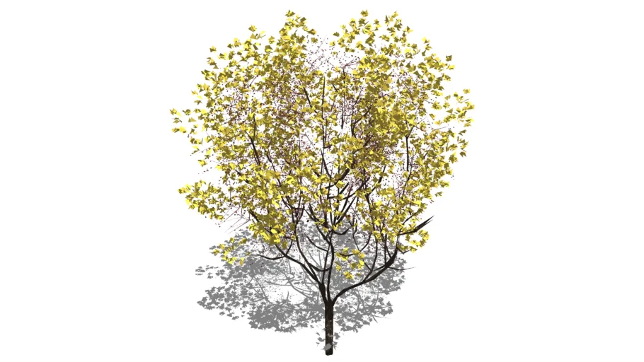 Maple | 3D Warehouse