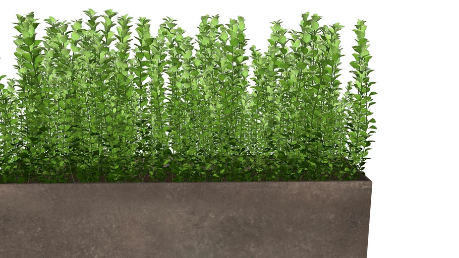 cay leo 1 | 3D Warehouse