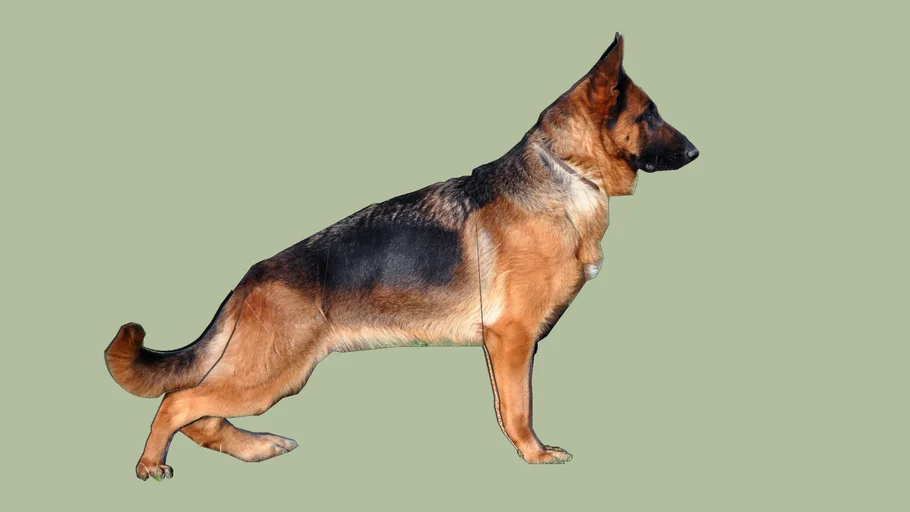 shepherd | 3D Warehouse