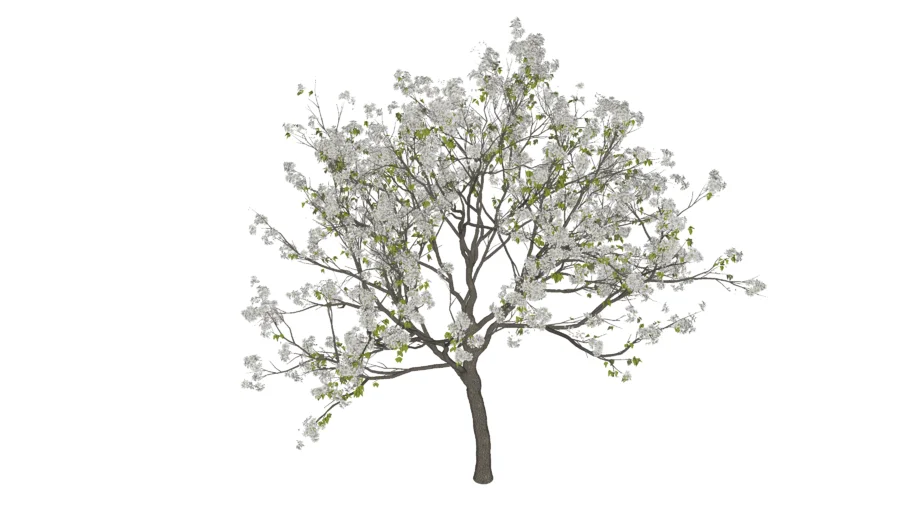 Cây Mai Hoa Trắng | 3D Warehouse