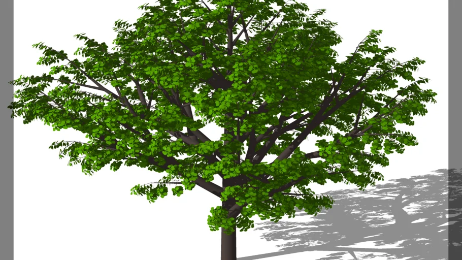 Large broadleaf tree | 3D Warehouse