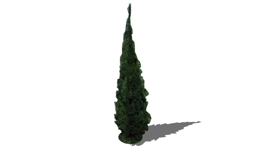 pine tree | 3D Warehouse
