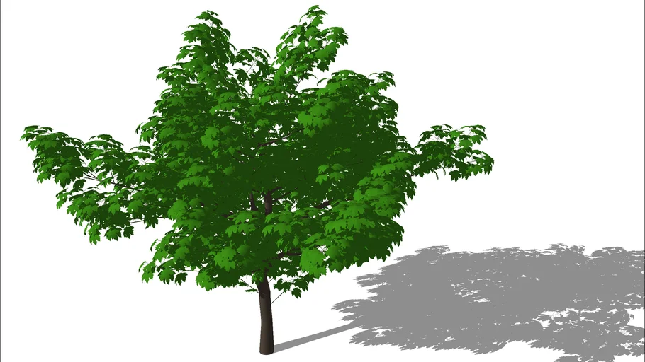 hi-poly+maple | 3D Warehouse