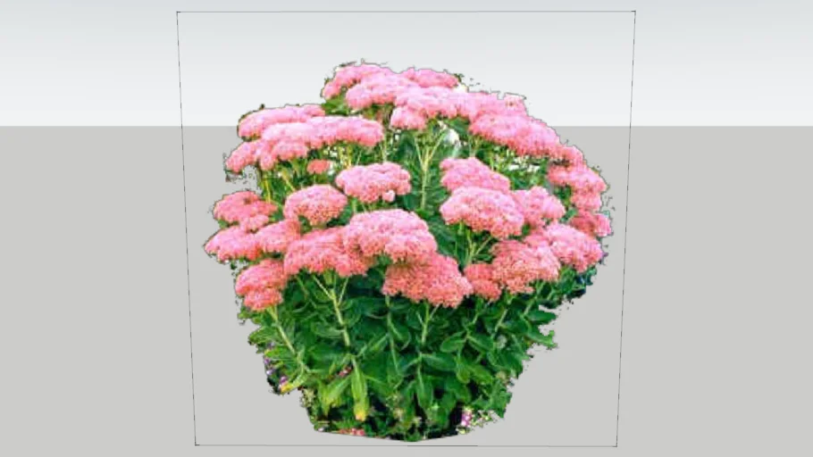 Sedum | 3D Warehouse