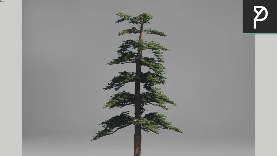 2DTrees_081 Pine | 3D Warehouse