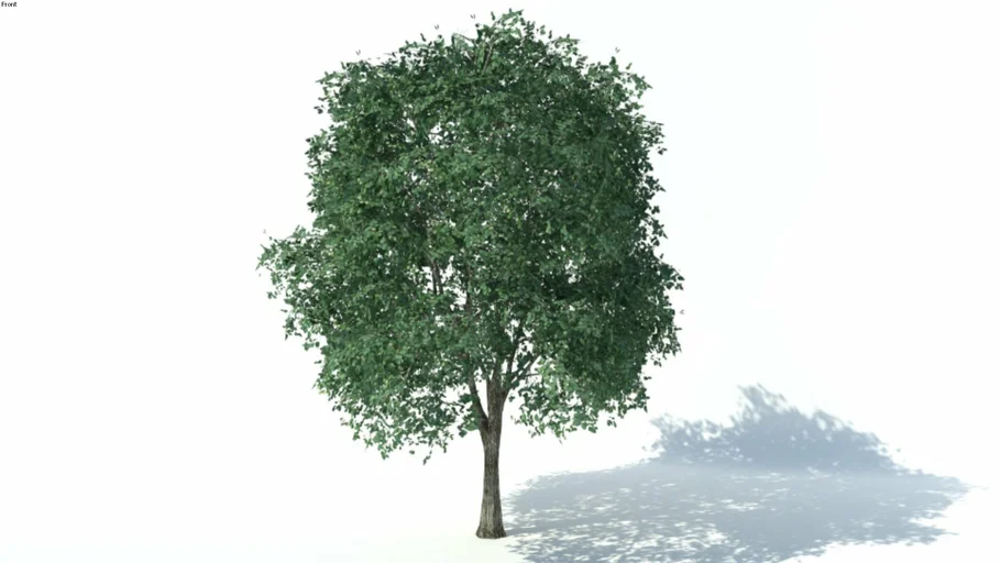 CAY 1 | 3D Warehouse