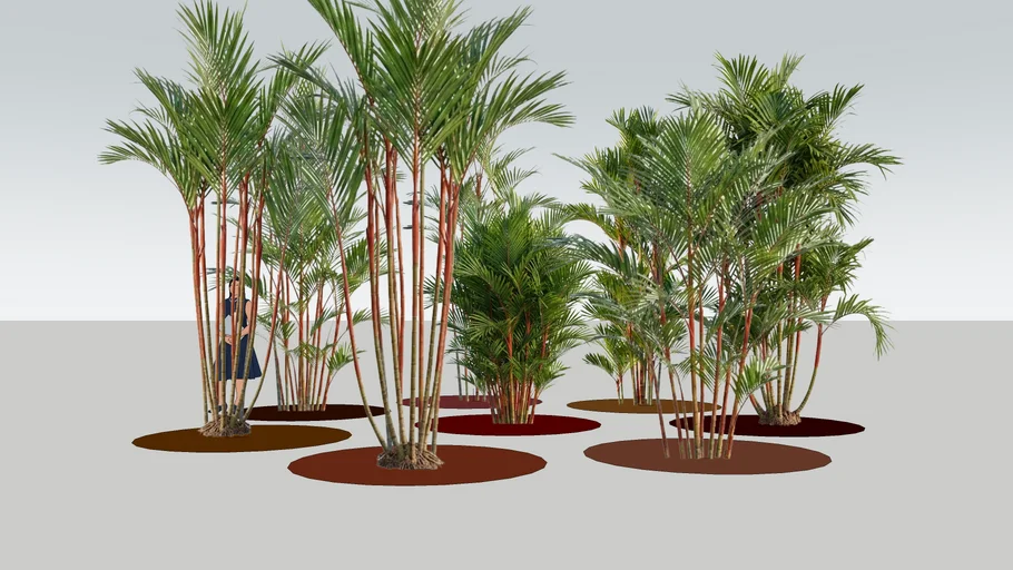chrystostachys lakka palm (pinang raja, lipsstick palm, rajah palm ...