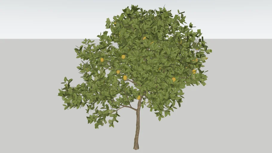 Citrus_lemon_lemon tree | 3D Warehouse