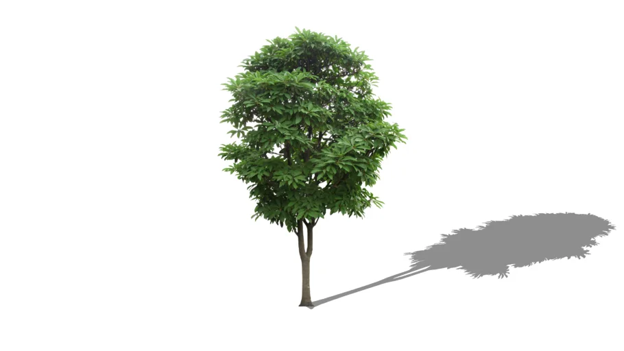 Tree 01 | 3D Warehouse