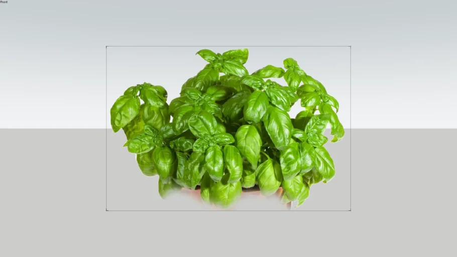 Basil | 3D Warehouse