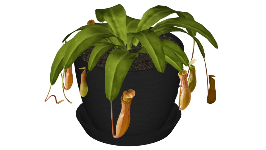 Pitcher Plant Interior Plant | 3D Warehouse