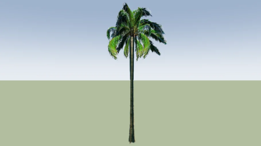 Coconut Tree | 3D Warehouse