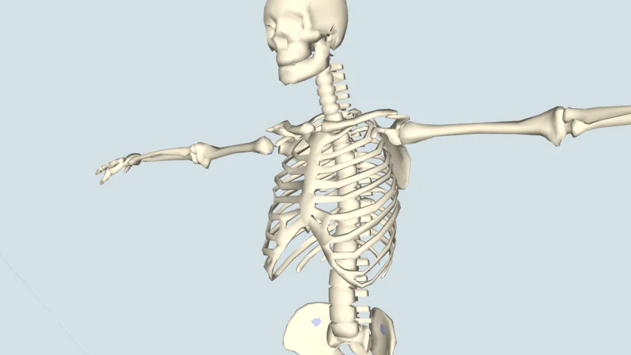 skeleton | 3D Warehouse