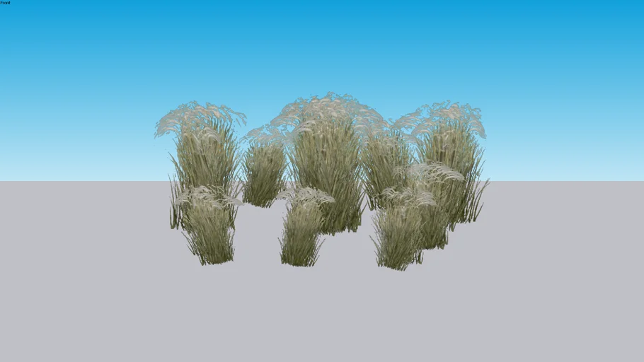 Stipa tenuissima | 3D Warehouse