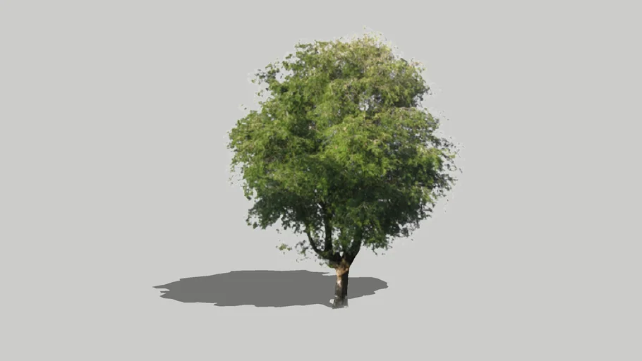 tree 03 | 3D Warehouse