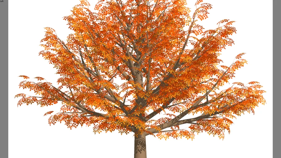 big broadleaf tree fall 2 | 3D Warehouse