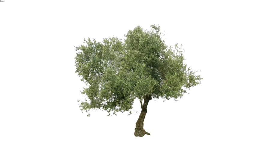 olive tree | 3D Warehouse