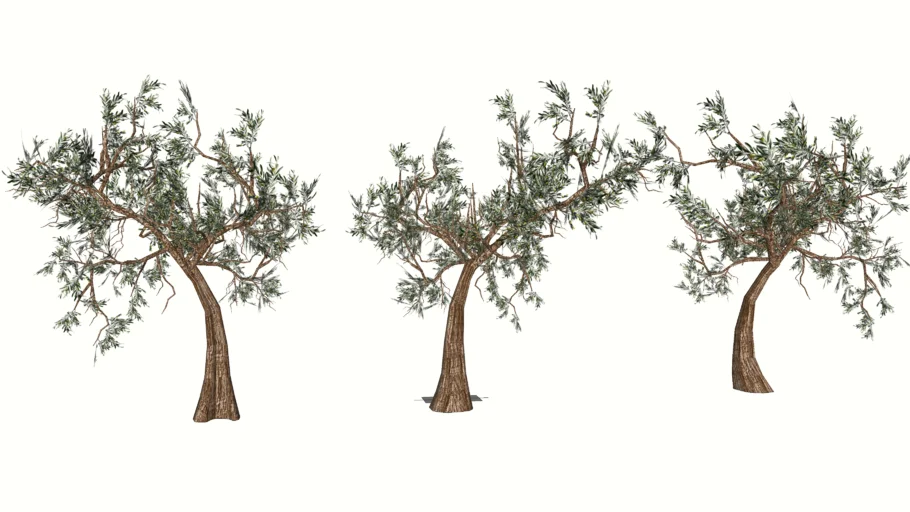OLIVE TREE #2 | 3D Warehouse