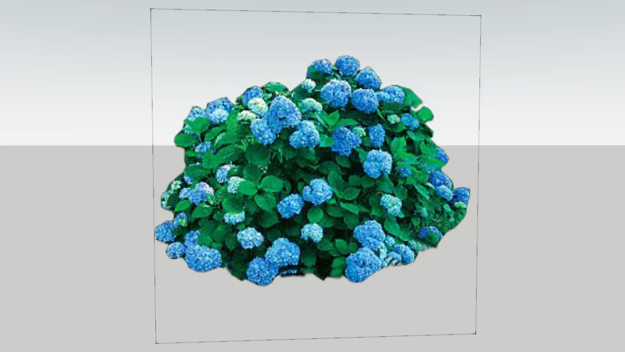 hydrangea | 3D Warehouse