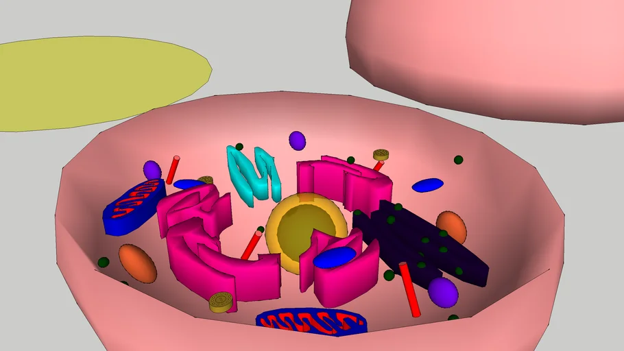 Animal Cell | 3D Warehouse