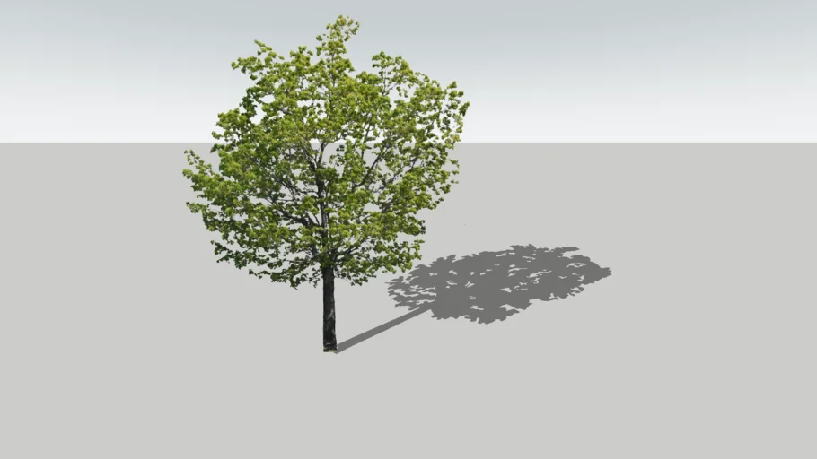 Decidious Tree #1 | 3D Warehouse