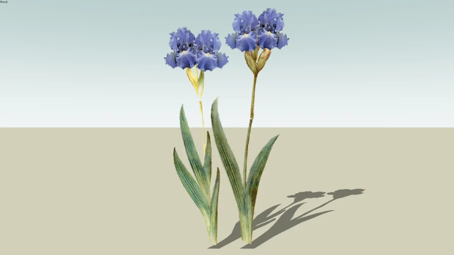 Iris Blue (VF) | 3D Warehouse