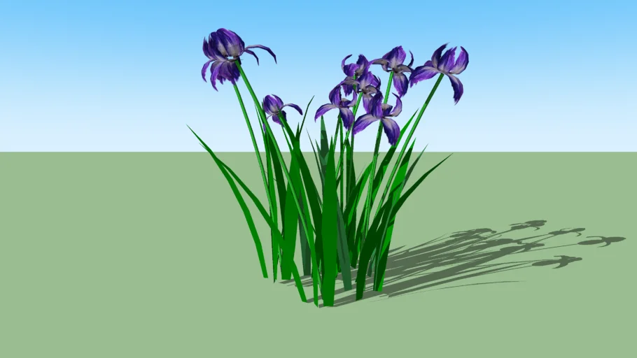 Iris germanica | 3D Warehouse