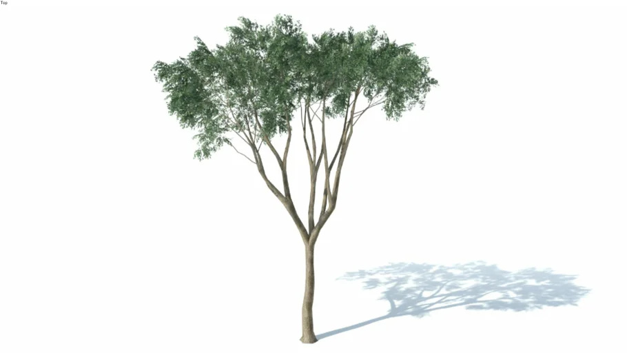 tree 2 | 3D Warehouse