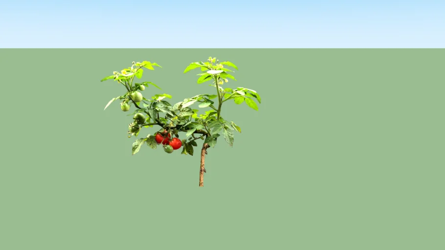 Tomato Tree | 3D Warehouse