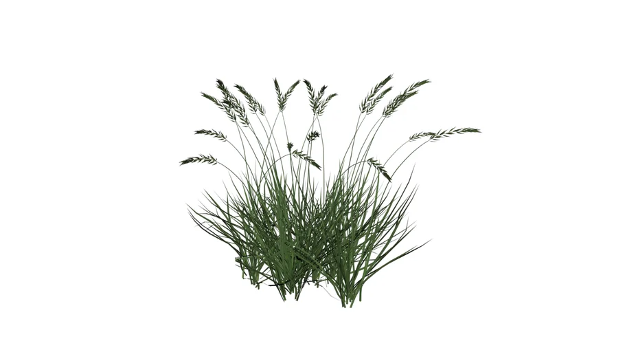 2D Bunchgrass | 3D Warehouse