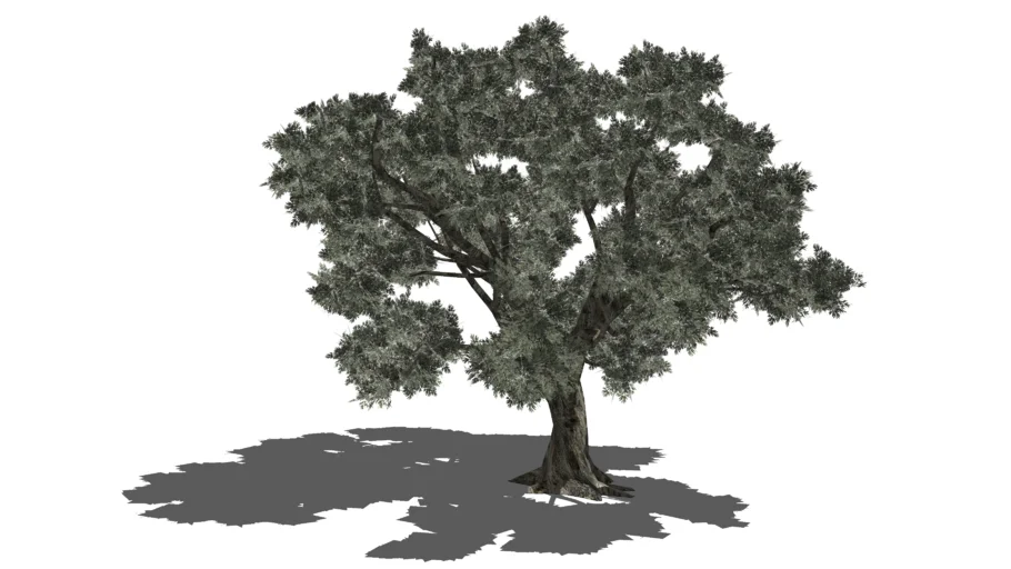Olive tree | 3D Warehouse