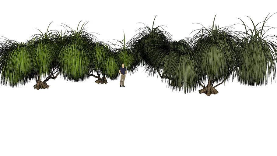 Pandanus kaida (Watakeiya, Pandanus, Beach, Plant) | 3D Warehouse