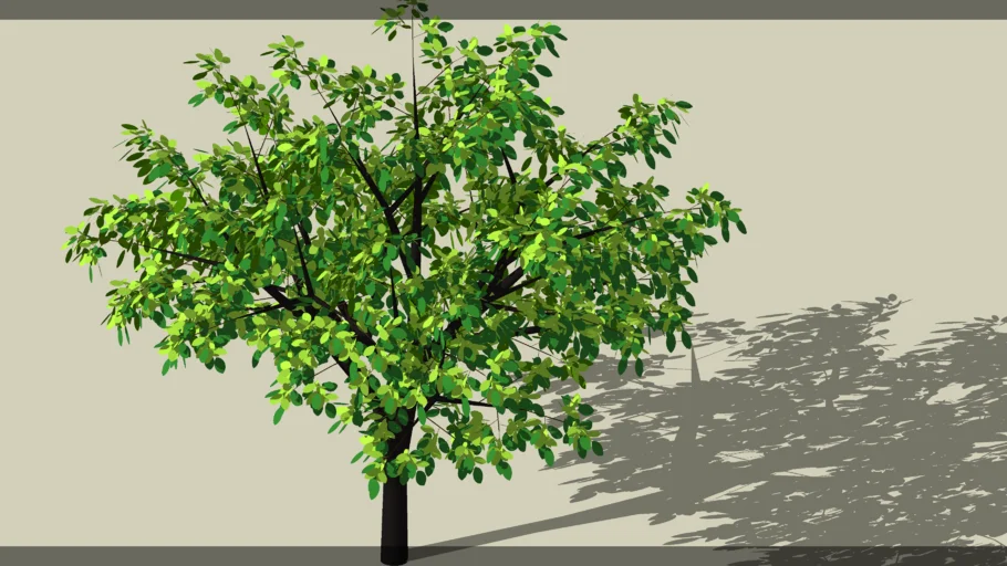 Small broadleaf tree | 3D Warehouse